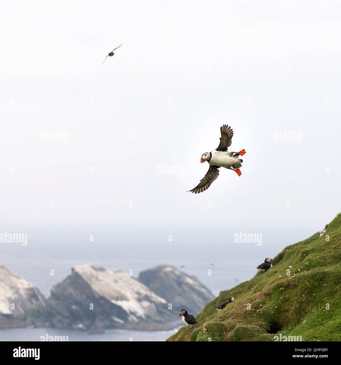 A puffin takes a leap and flies off the side of a cliff with a ...