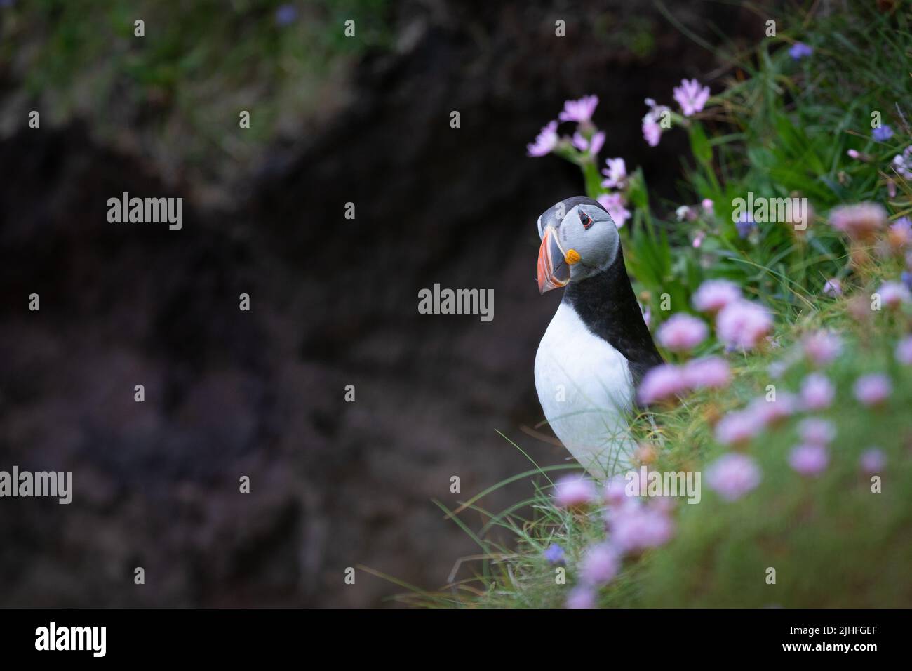 A lone puffin poses amongst glorious pink blooms. THE SHETLAND ISLANDS ...