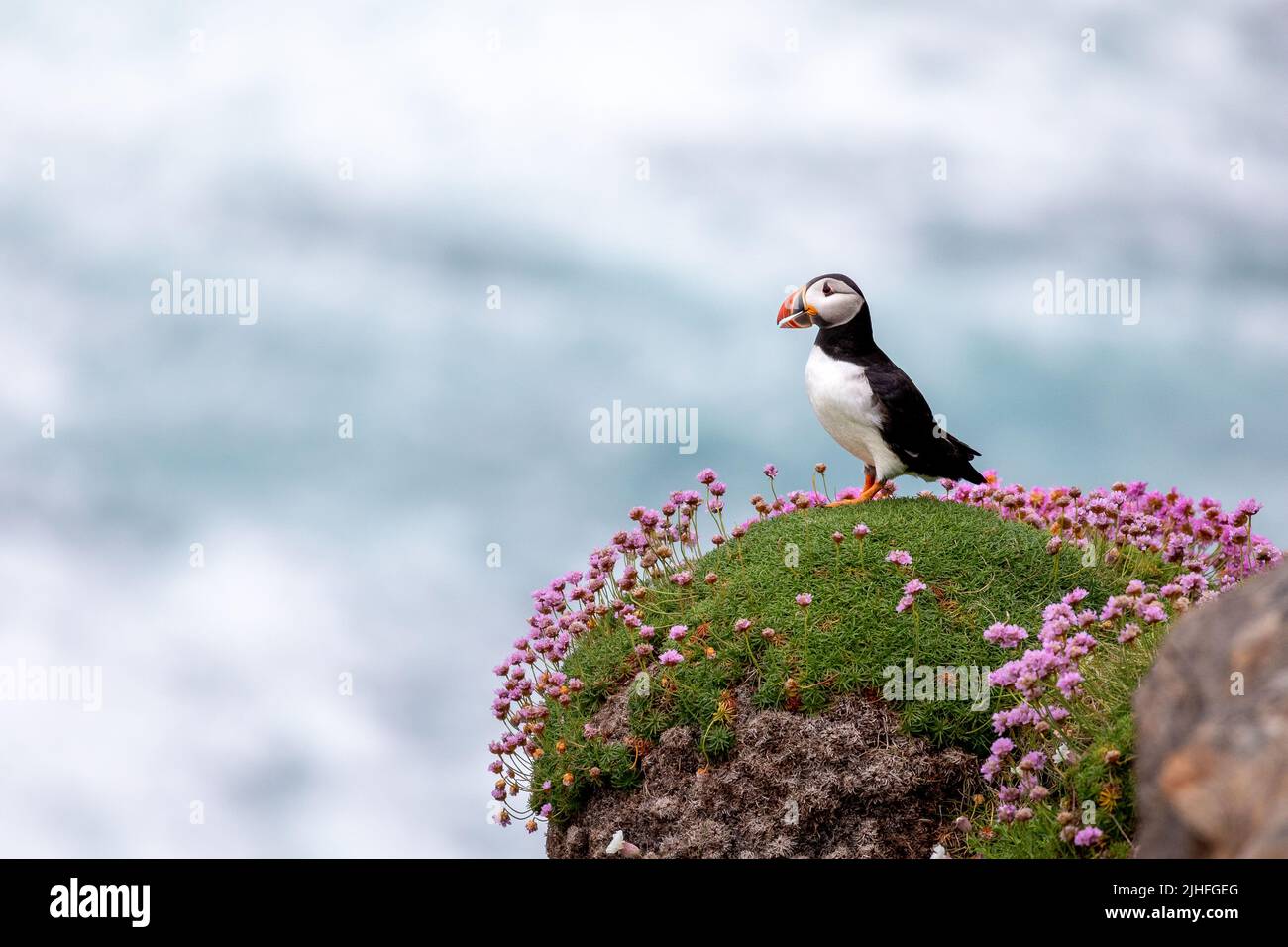 This beautiful portrait shows a puffin posing amongst lush grass and ...