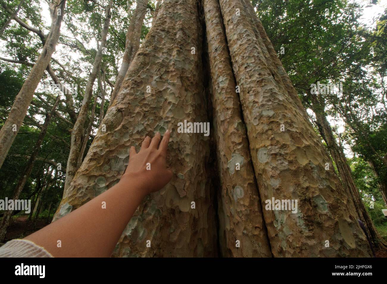 Low angle view of a hand touching a tree trunk in the forest, showing ...