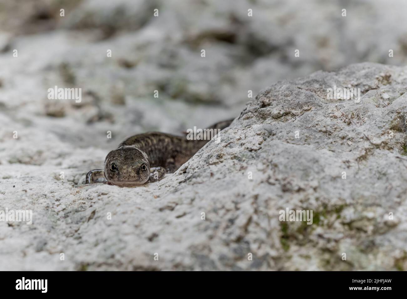 Young fire salamander on the rock (Salamandra salamandra Stock Photo ...