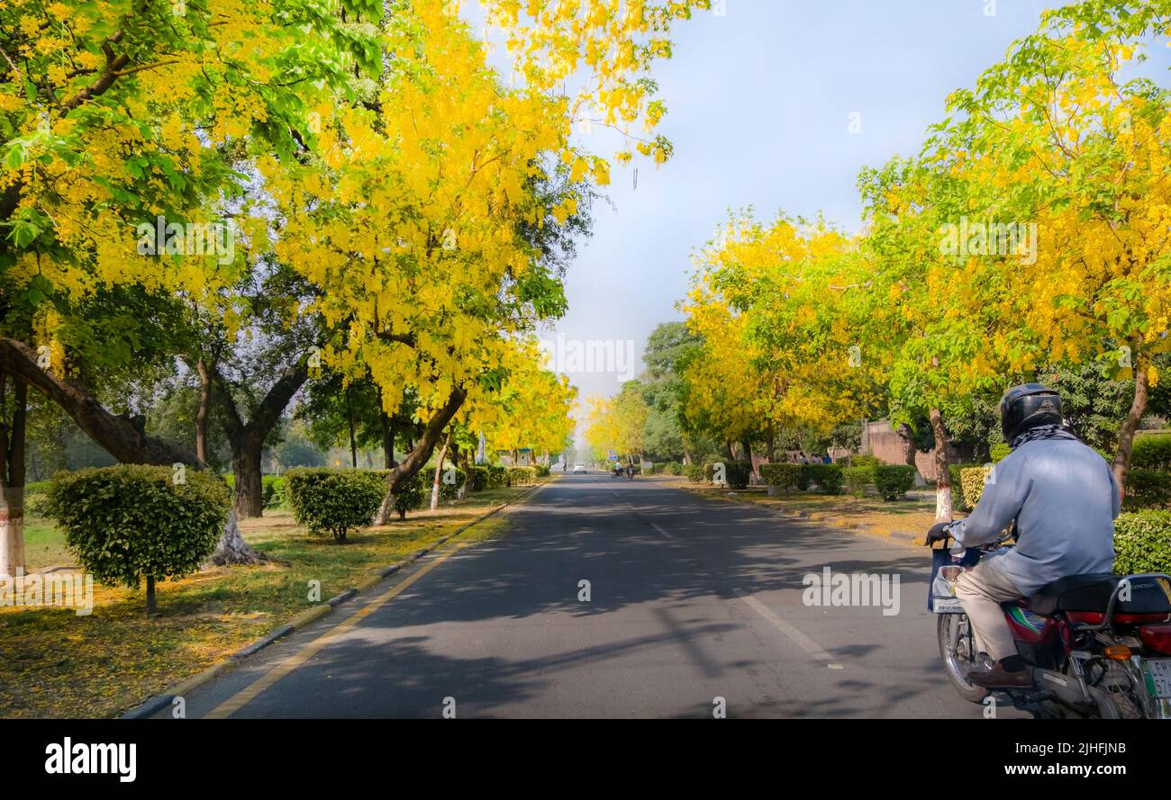 Cassia fistula, commonly known as golden shower, purging cassia, Indian ...
