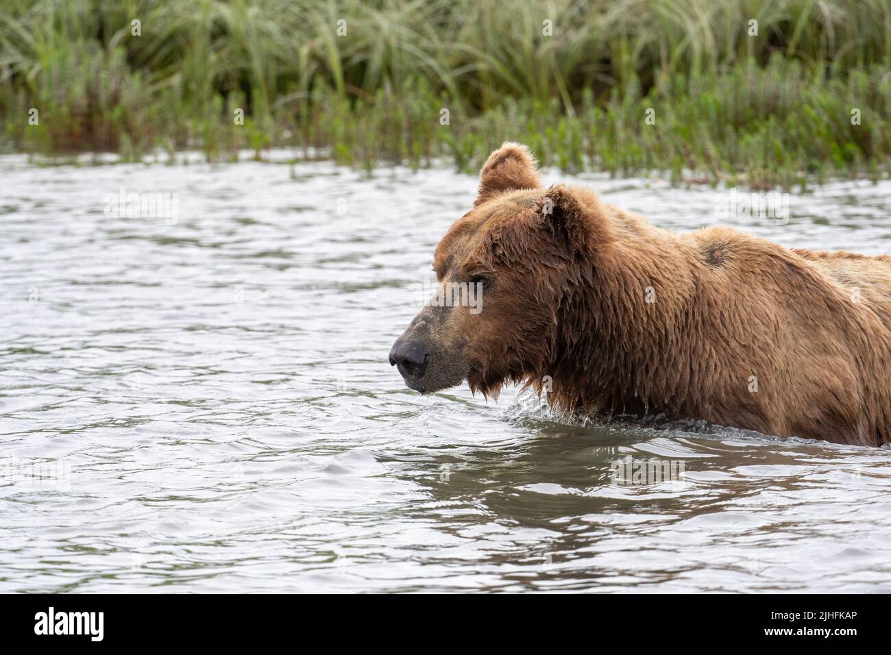 Alaskan brown bear fishing for salmon in MiKfik Creek in McNeil River ...