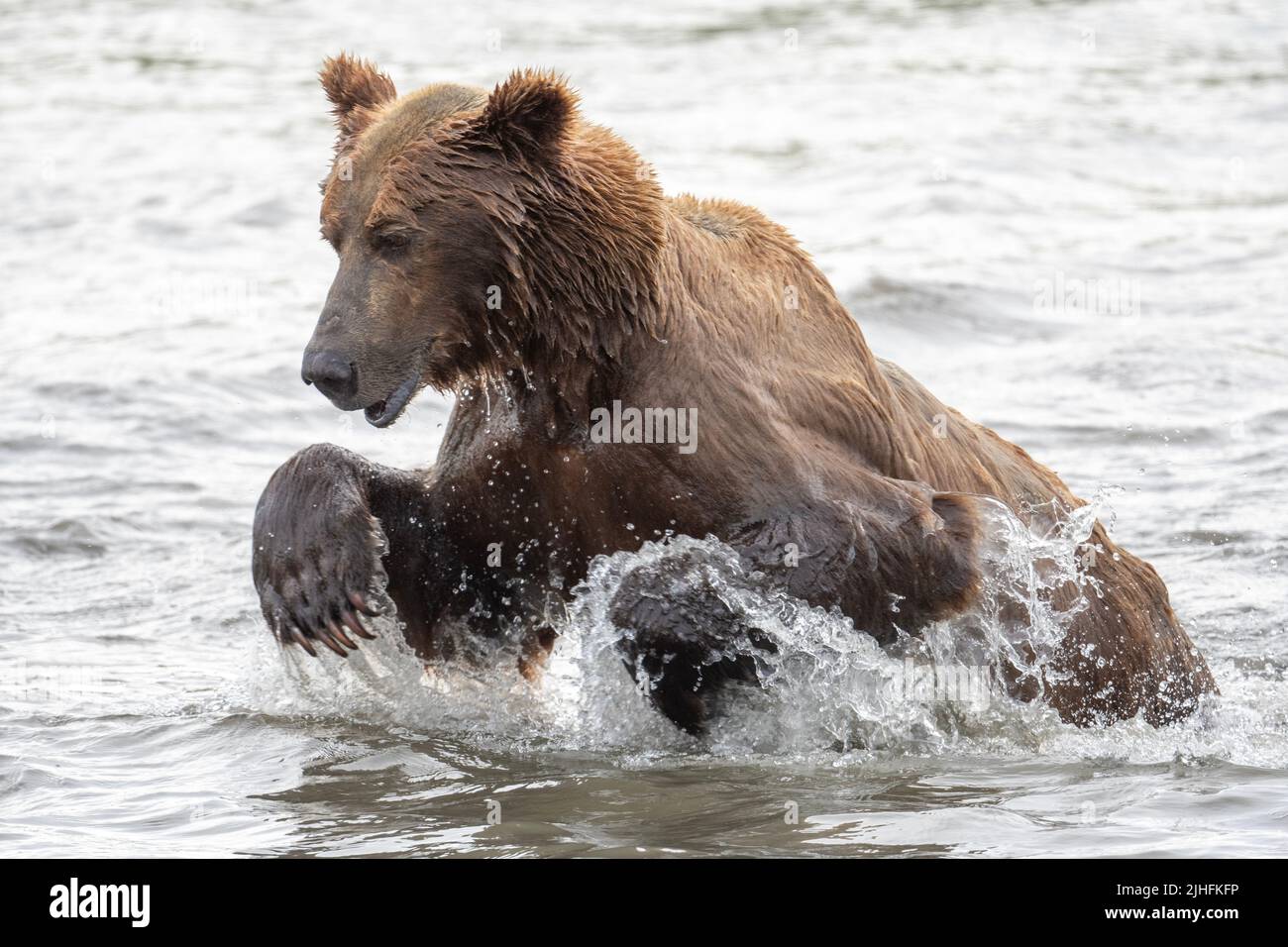Alaskan brown bear lunging in an attempt to catch salmon at Mikfik ...