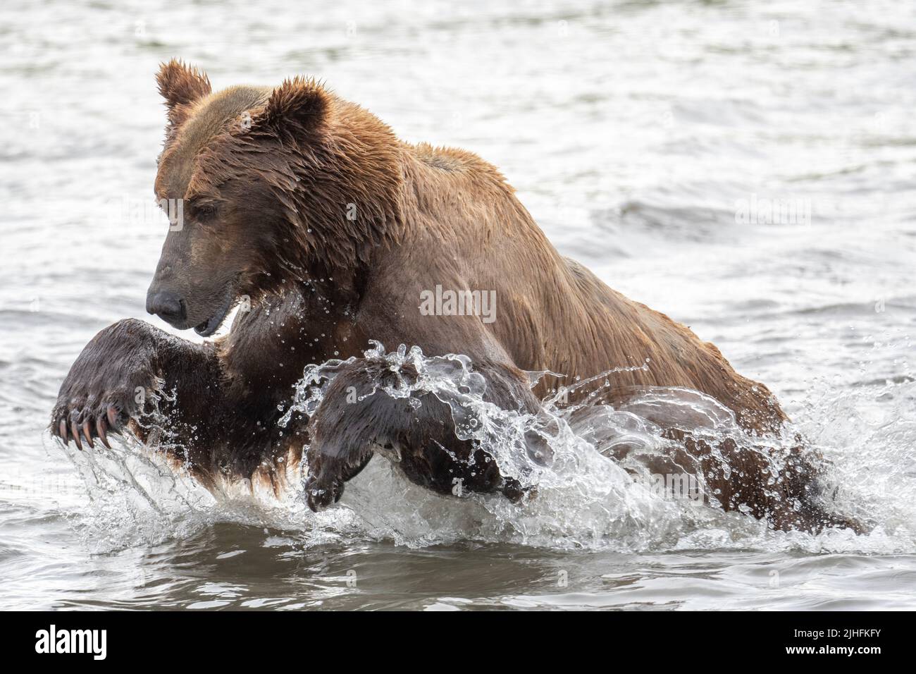 Alaskan brown bear lunging in an attempt to catch salmon at Mikfik ...