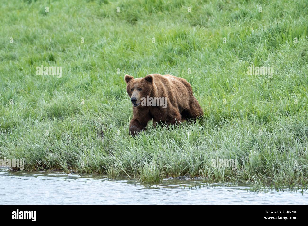 Alaskan brown bear feeding in McNeil River state game sanctuary and ...