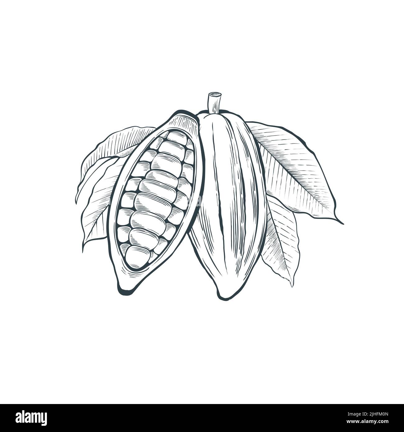 White beans pods Stock Vector Images - Alamy