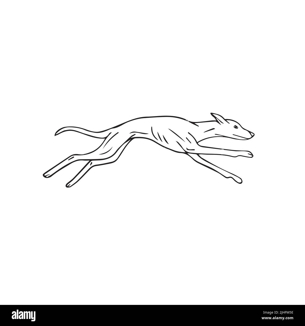 Vector hand drawn running whippet dog Stock Vector Image & Art - Alamy