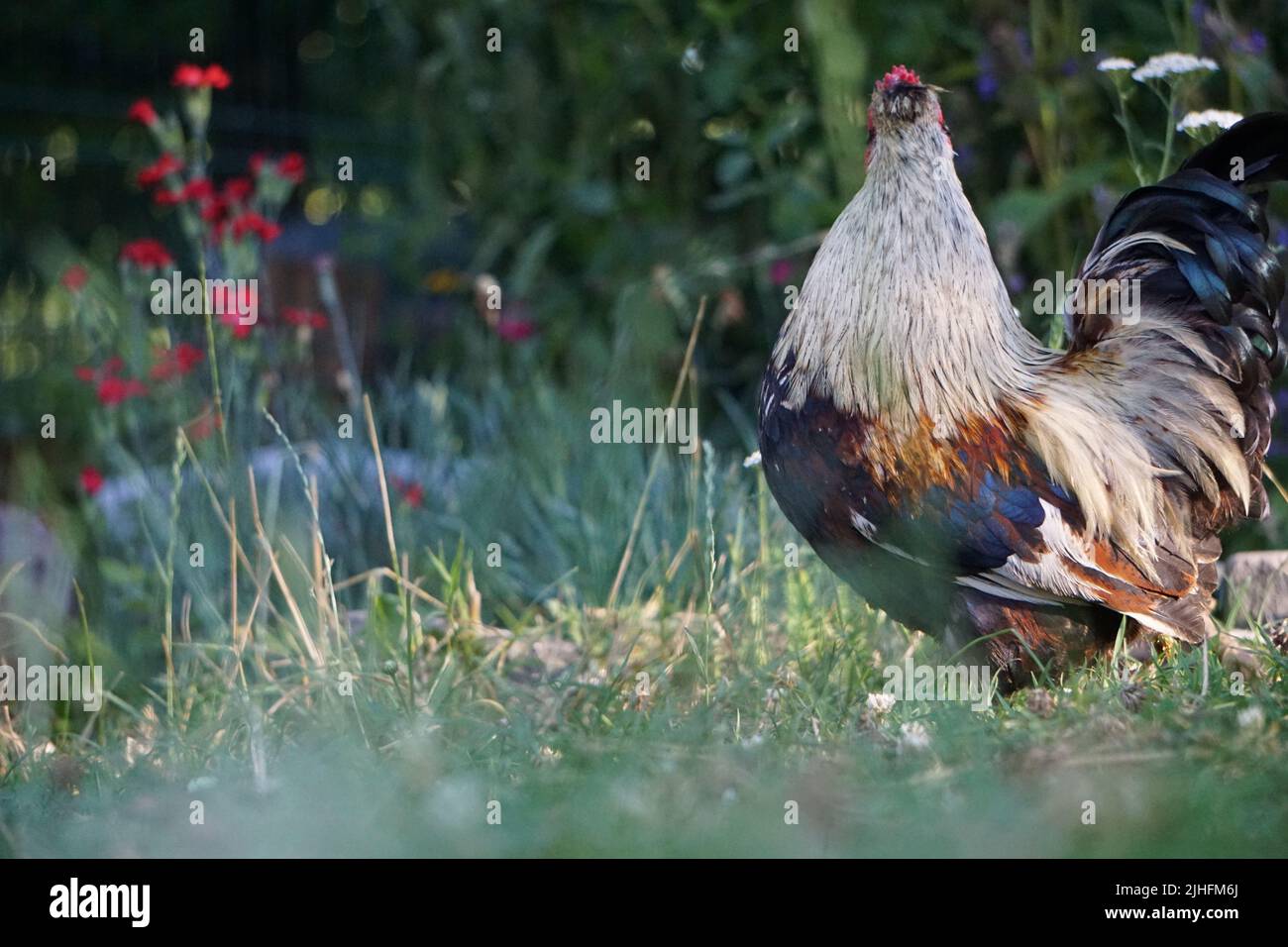 Free rooster hi-res stock photography and images - Alamy