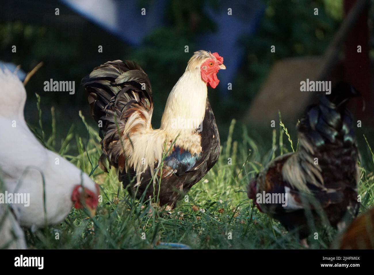 A flock of chicken foraging on grasses in a farm Stock Photo - Alamy