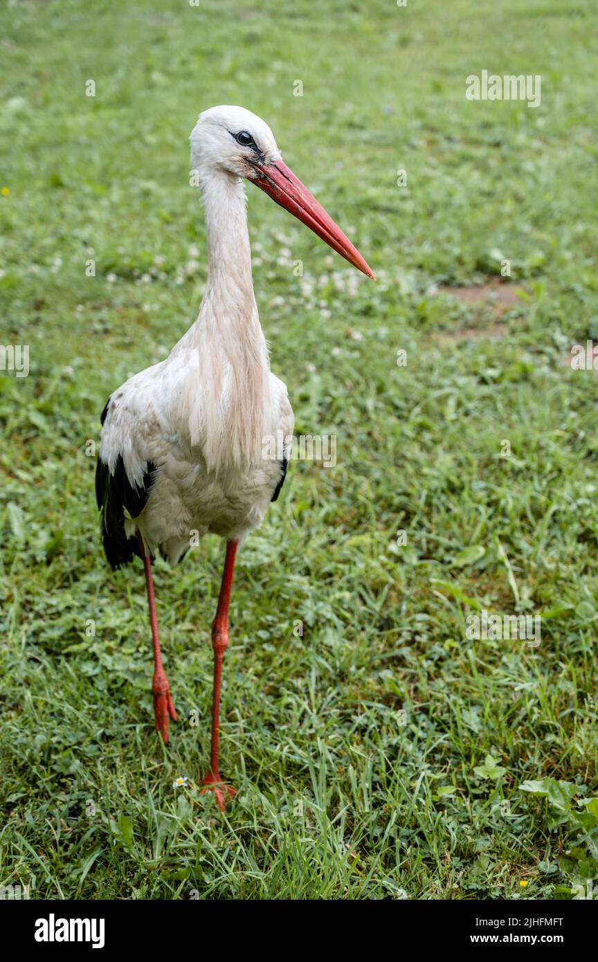 Wild European White Stork standing on green grass. Summer nature in ...