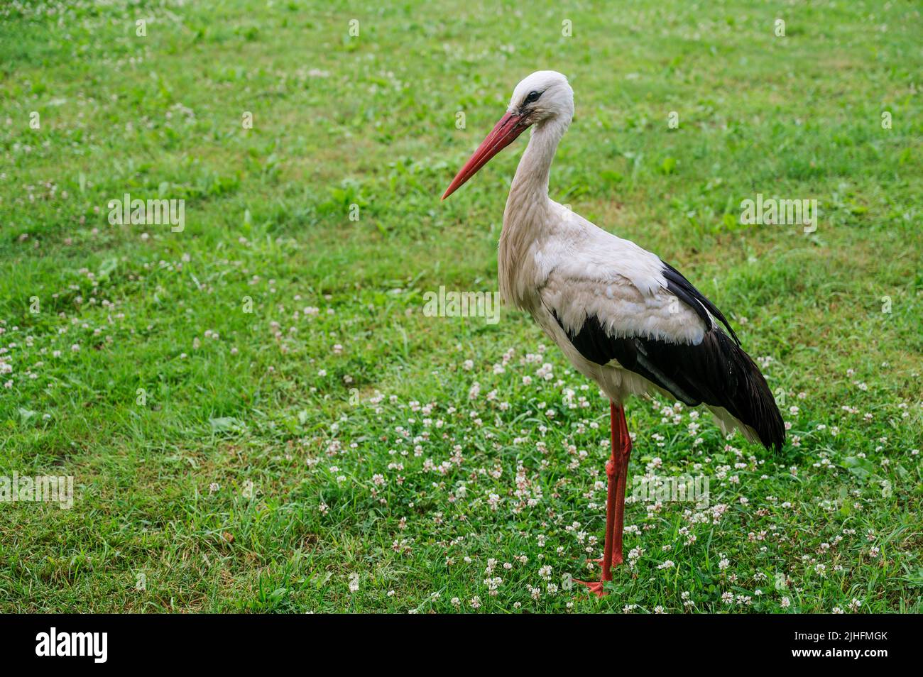 Wild European White Stork standing on green grass. Summer nature in ...