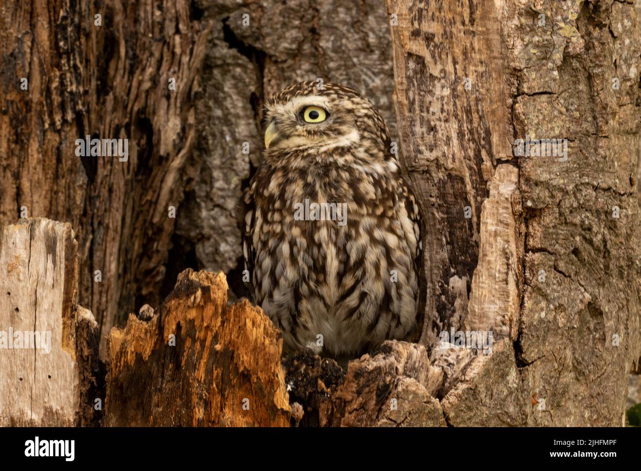 Little owls are able to camouflage into tree bark, making them ...