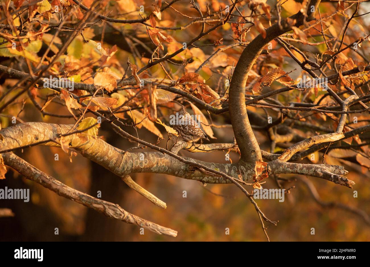 This wider angle shot shows just how tiny little owls are. You can spot ...