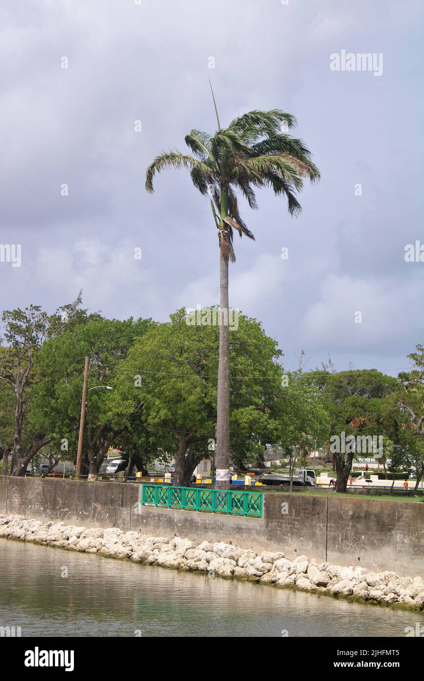 Photo of completed Constitution River in Bridgetown Barbados Stock ...