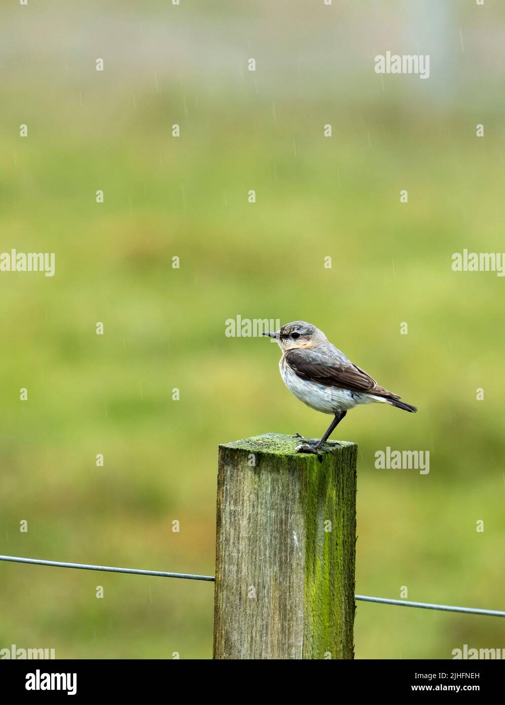 Male northern wheatear hi-res stock photography and images - Alamy