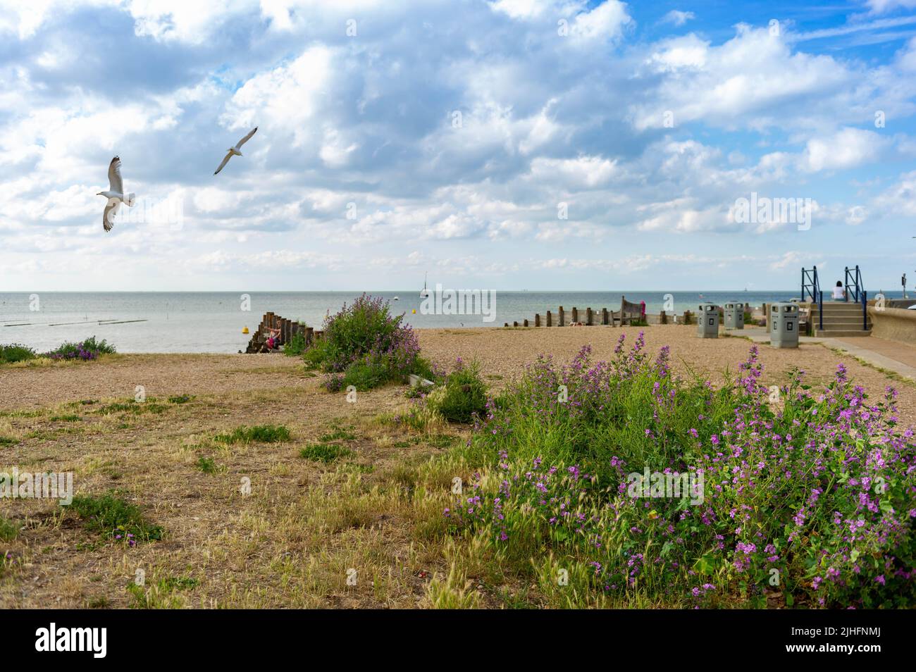 Groynes on Whitstable Beach, Kent, England Stock Photo - Alamy