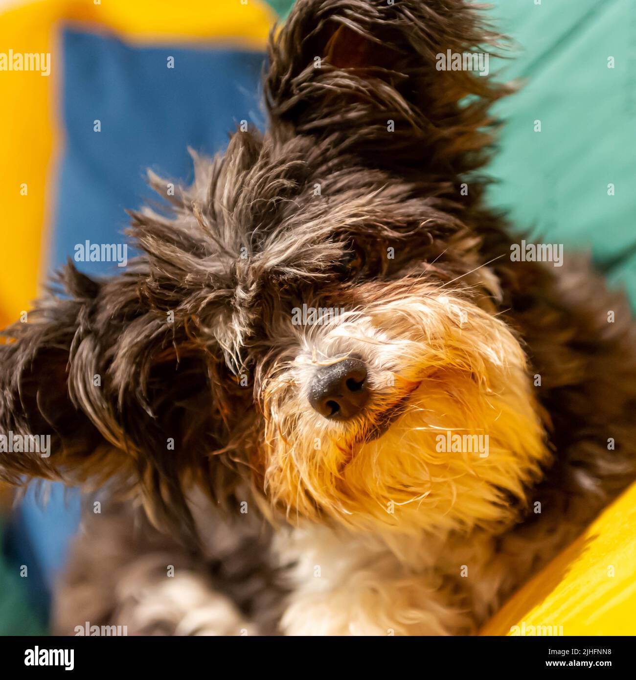 Cute Chi-Chi (Chinese Crested, Chihuahua) with a colourful background ...