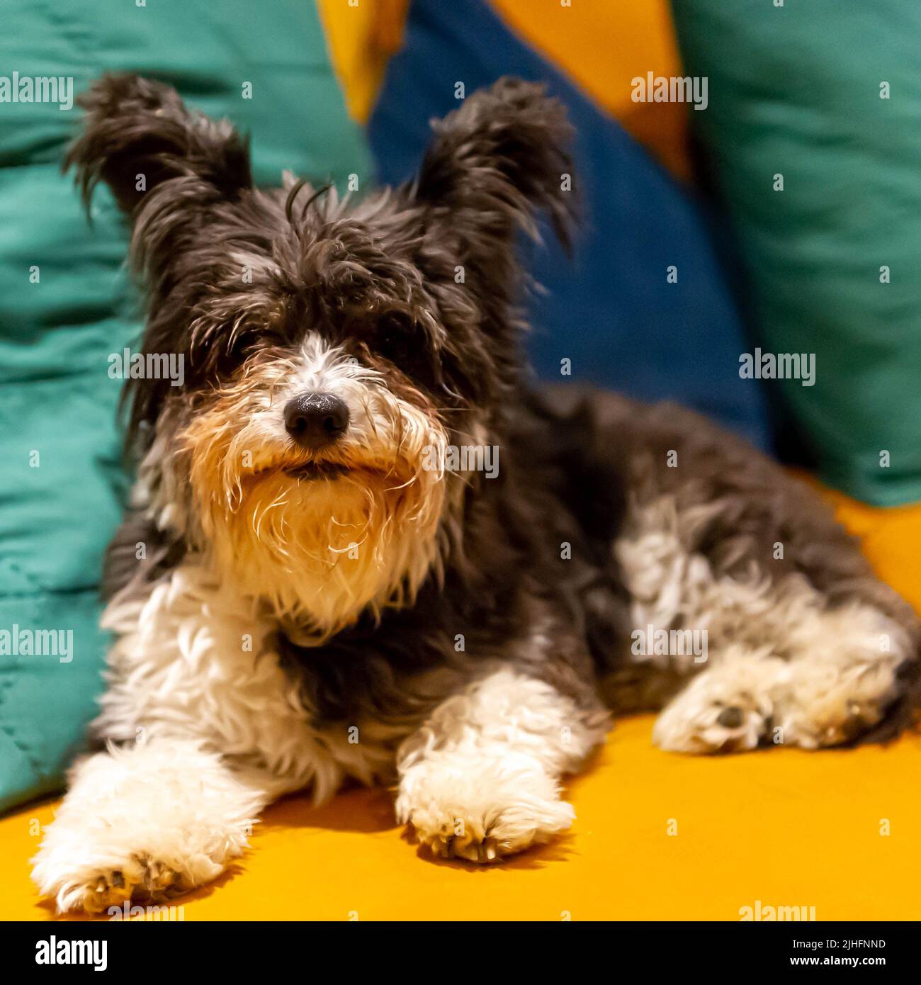 Cute Chi-Chi (Chinese Crested, Chihuahua) with a colourful background ...