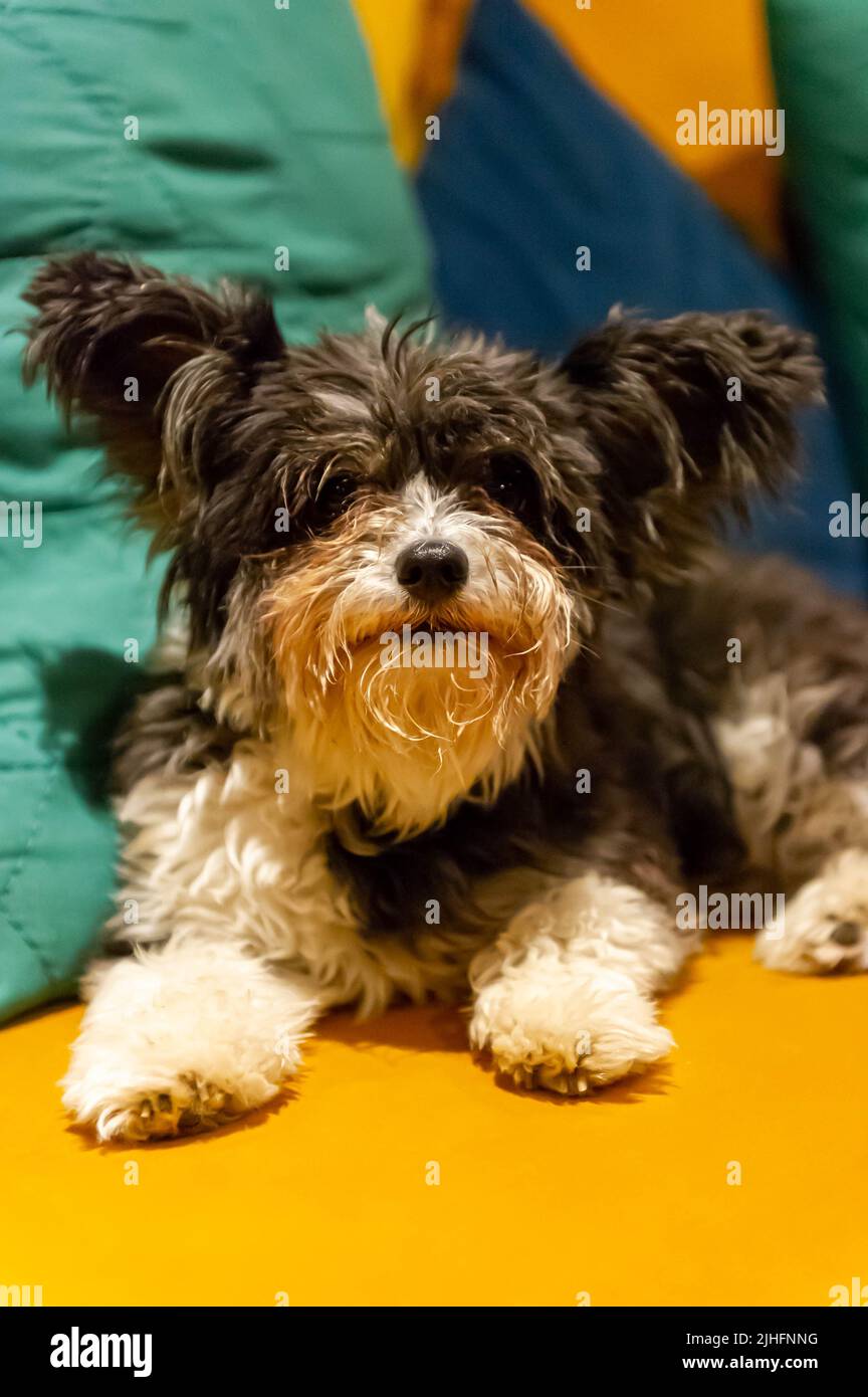 Cute Chi-Chi (Chinese Crested, Chihuahua) with a colourful background ...