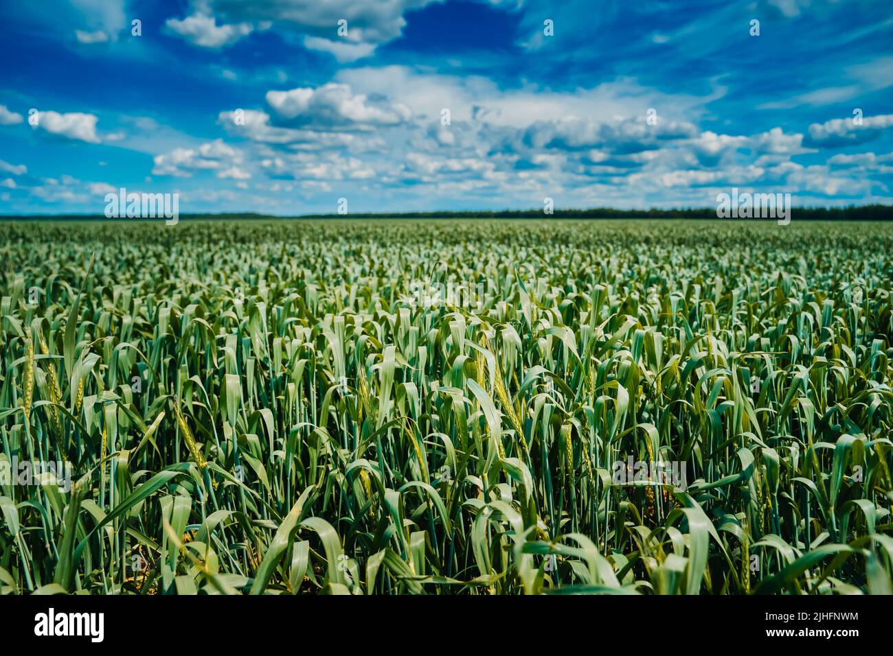 Ears of elite barley in the field. Barley grain is used for flour ...