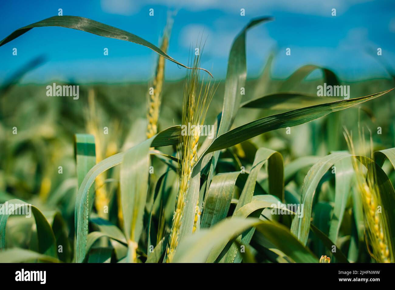 Ears of elite barley in the field. Barley grain is used for flour ...