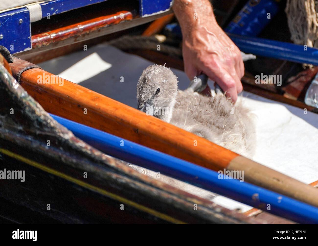 Swan Uppers check over a cygnet near Staines-upon-Thames in Surrey ...