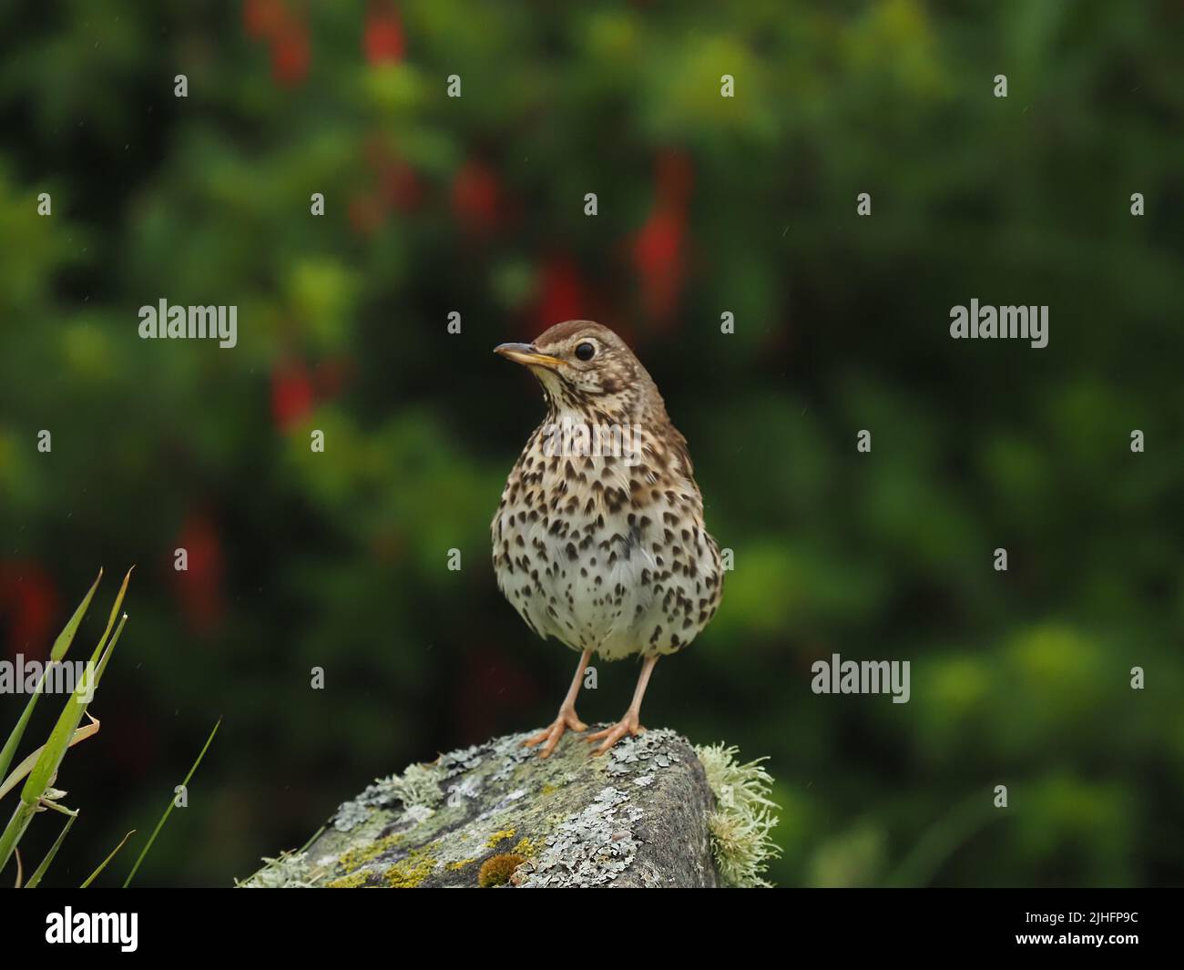 Arrow headed spots on chest hi-res stock photography and images - Alamy