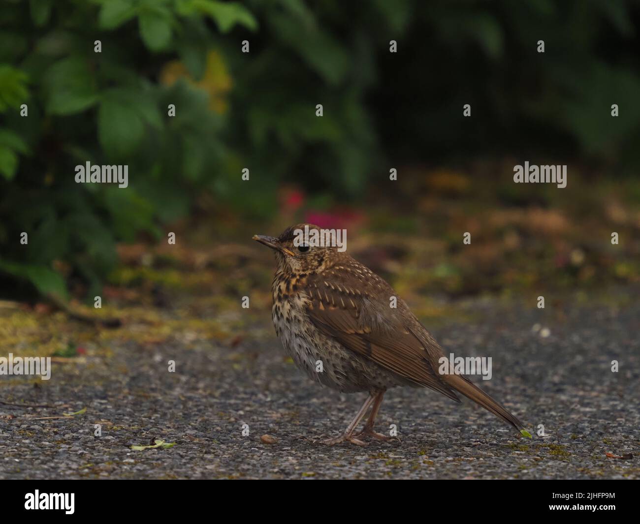 Breaks snails shells on an anvil hi-res stock photography and images ...