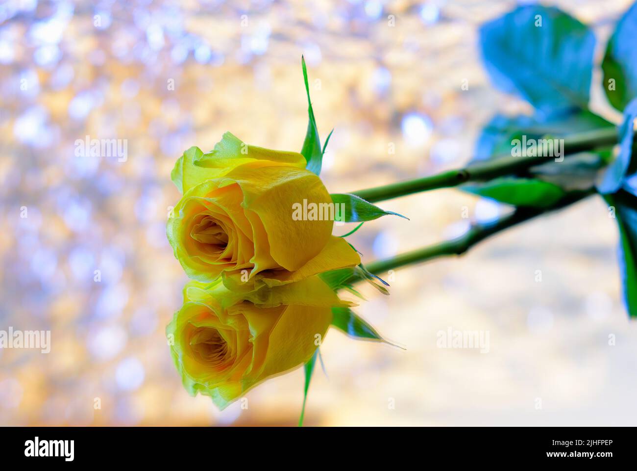 Images Of Sparkling Yellow Roses