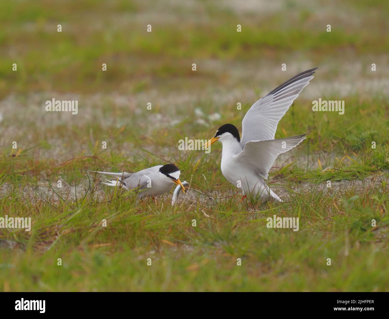 The terns were flying onto the machire resting up or making food ...