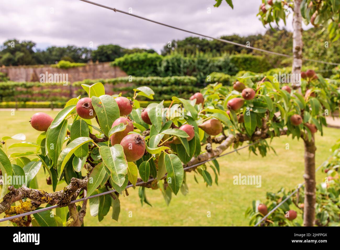 Row of espalier red pear fruit growing on horizontal wires Stock Photo ...