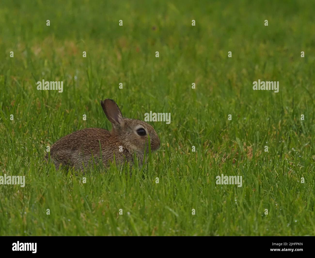 2022 was an exceptional year for the numbers of rabbits on North Uist ...