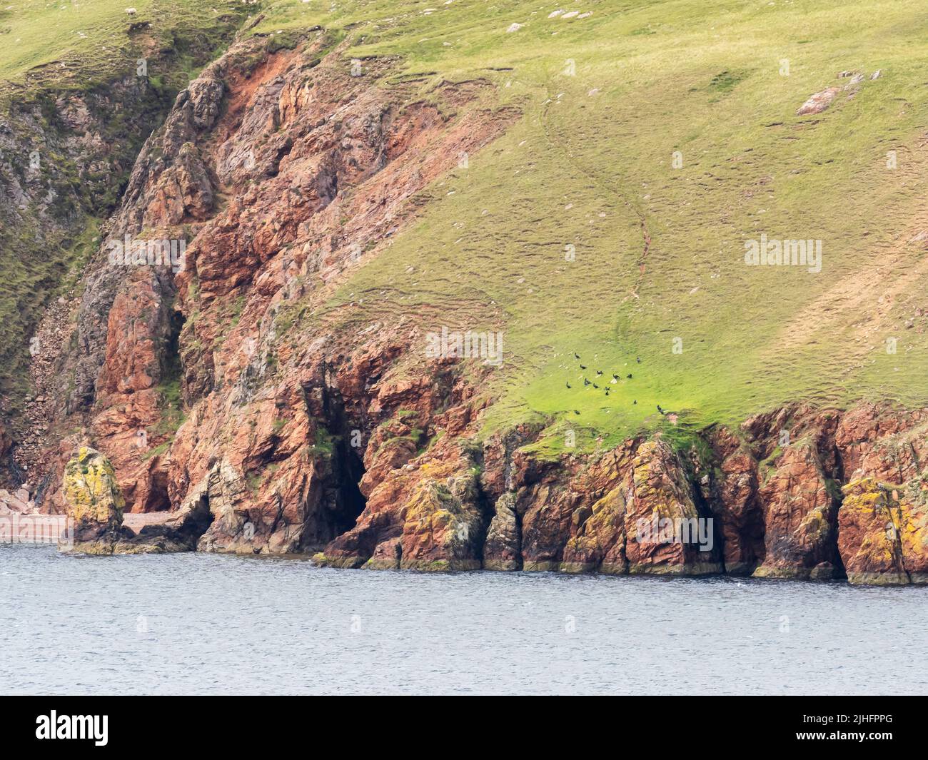Shags above Ronas Voe on Ronas Hill near Hillswick, Mainland Shetland ...