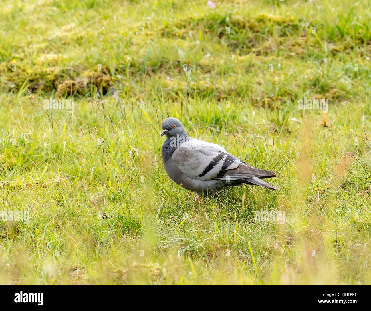 Rock Dove, Columba livia above Ronas Voe near Hillswick, Mainland ...