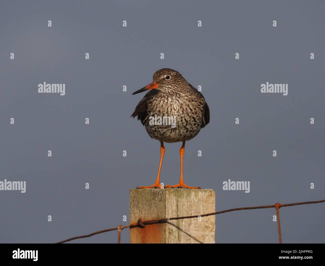 After the chicks have fledged the adult birds continue to protect them ...