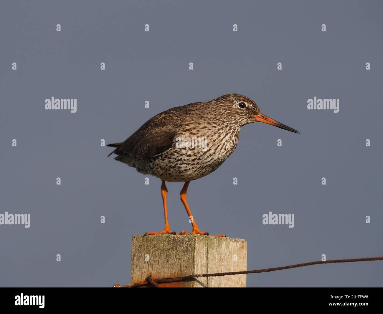 After the chicks have fledged the adult birds continue to protect them ...