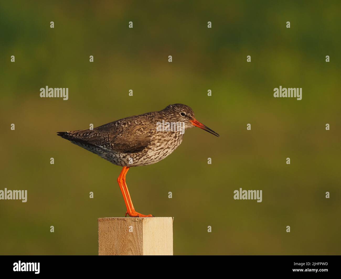 After the chicks have fledged the adult birds continue to protect them ...
