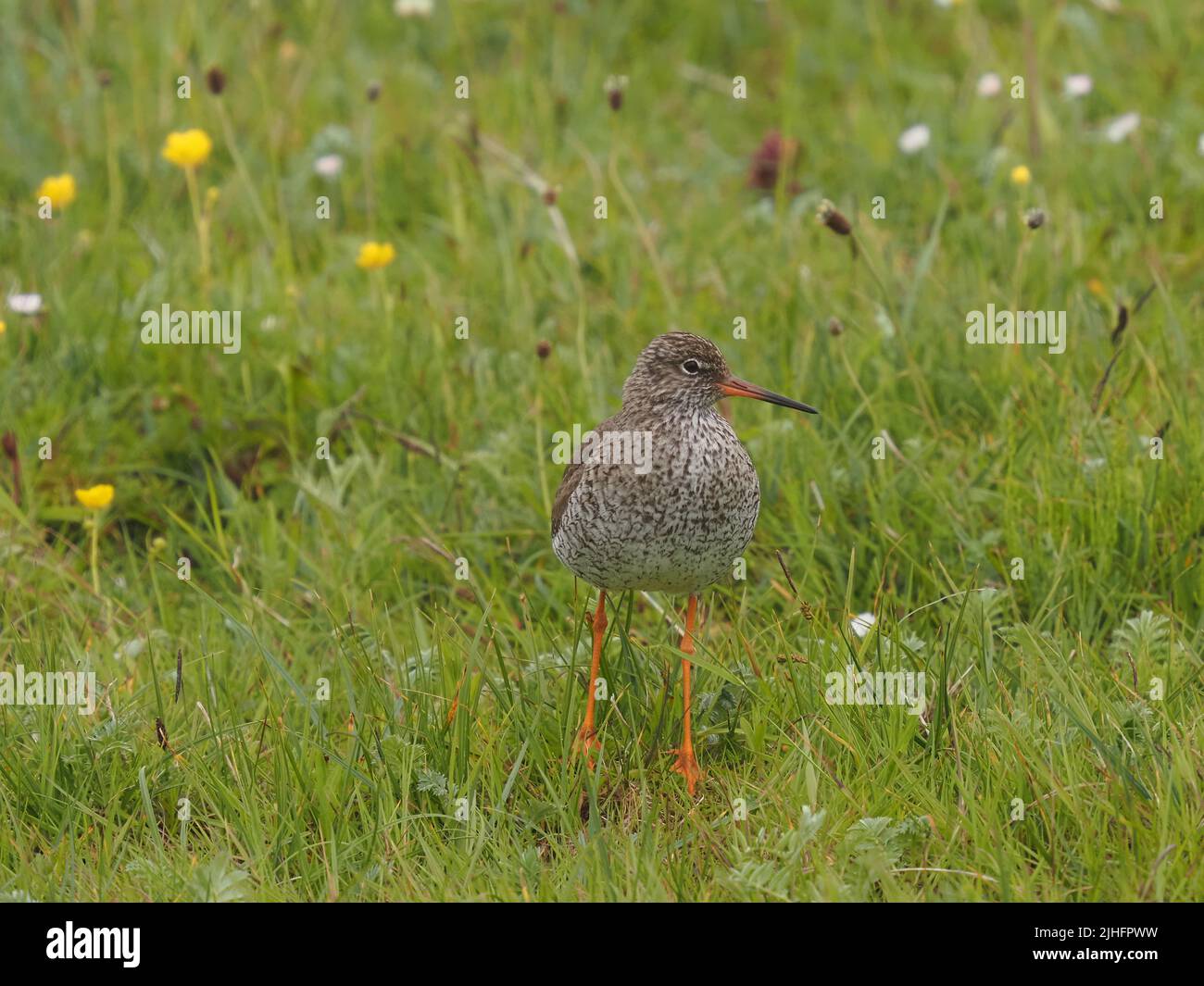 After the chicks have fledged the adult birds continue to protect them ...