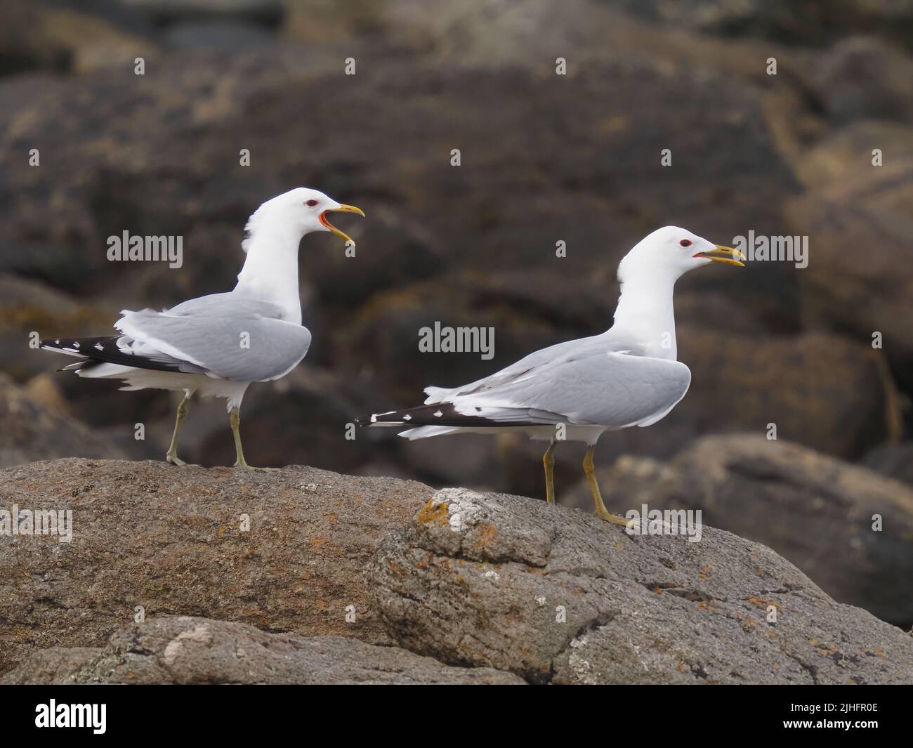 common gulls nest in north west Scotland and the off coast islands ...