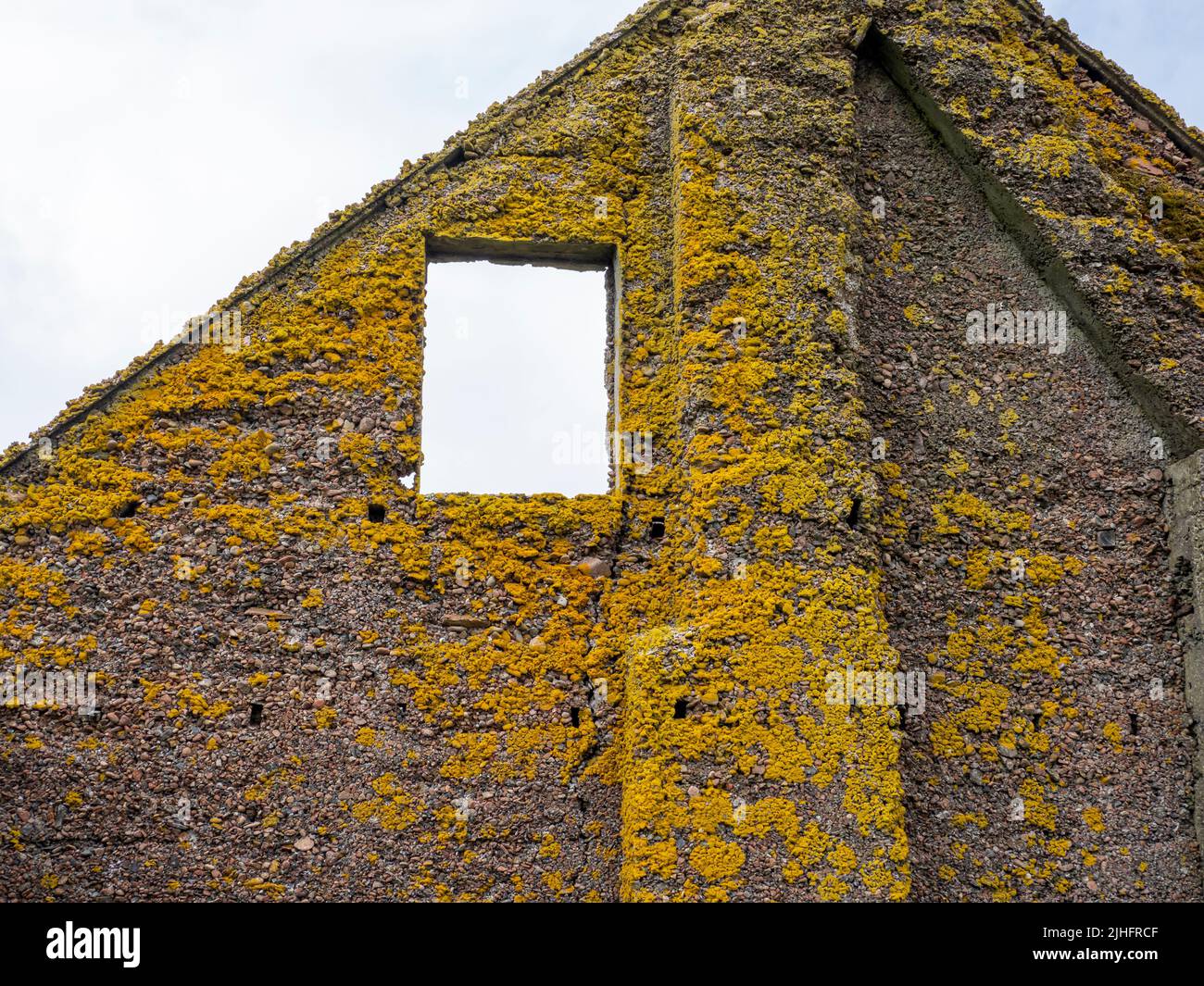An old derelict building covered in Orange sea lichen; Caloplaca marina ...
