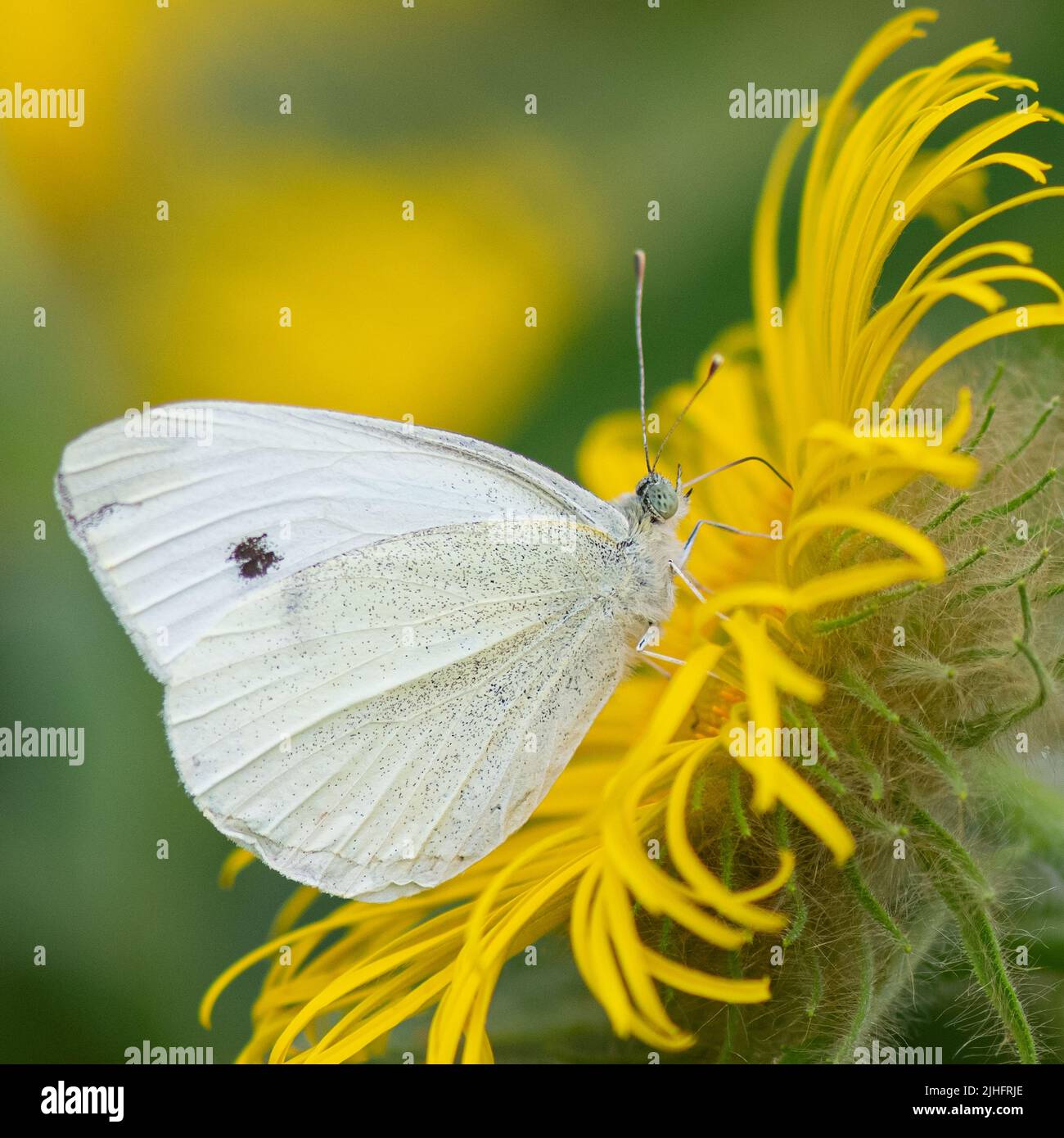 Large white butterfly collecting pollen from a Elecampane flower Stock ...