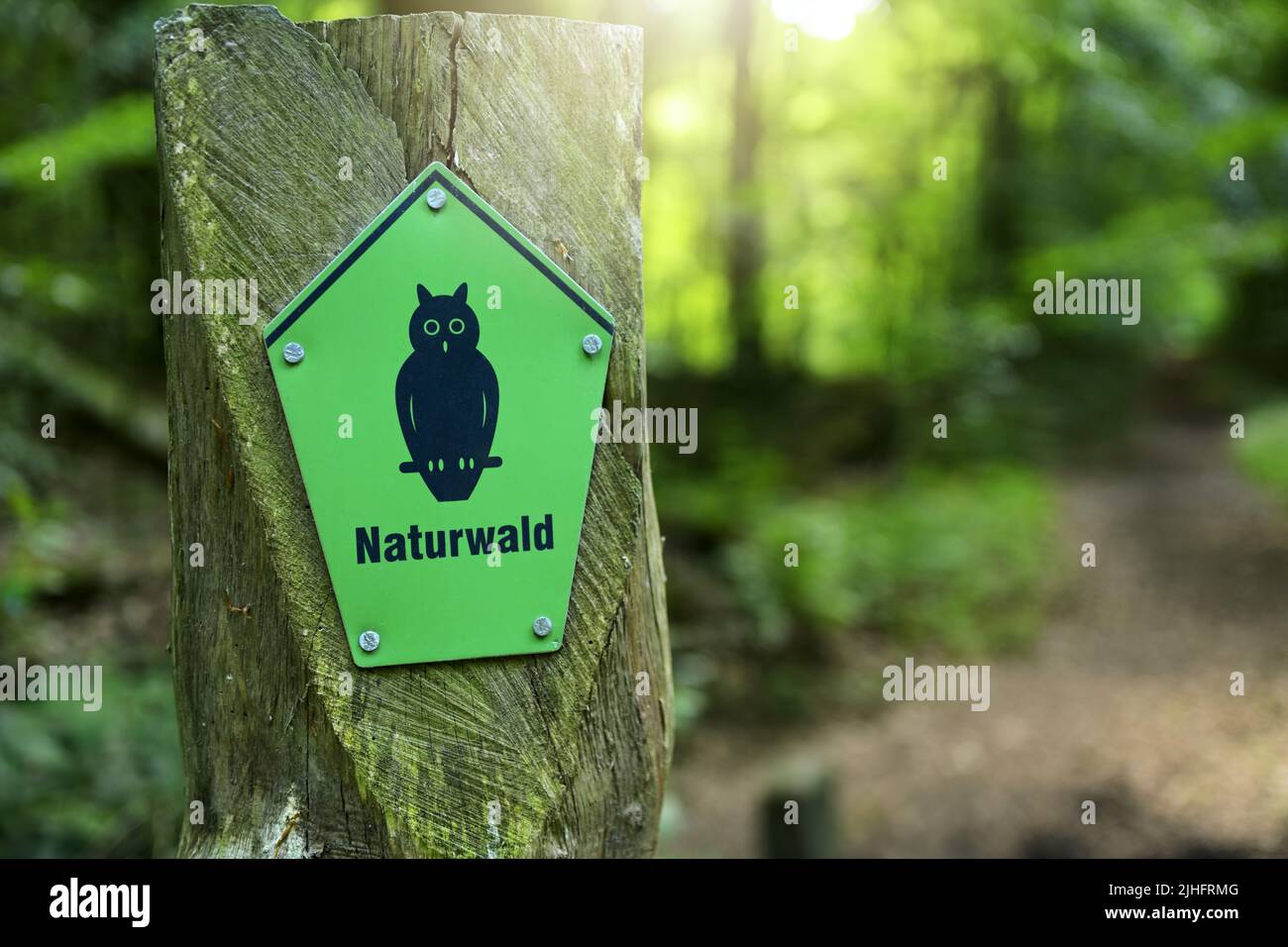 Eule baum eule hi-res stock photography and images - Alamy