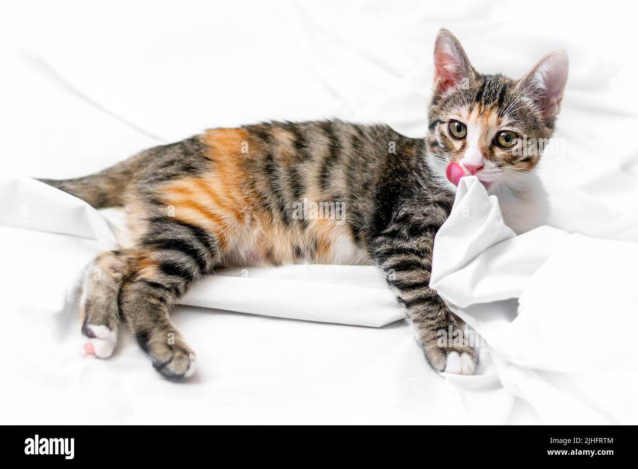 Small tricolor tabby kitten with yellow eyes lies on white sheet in bed ...