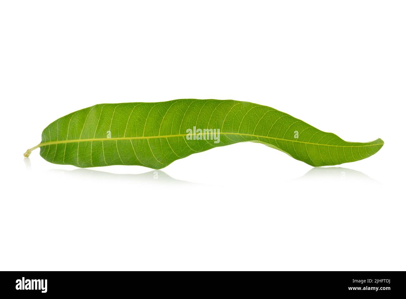 Mango plant tree Cut Out Stock Images & Pictures - Alamy