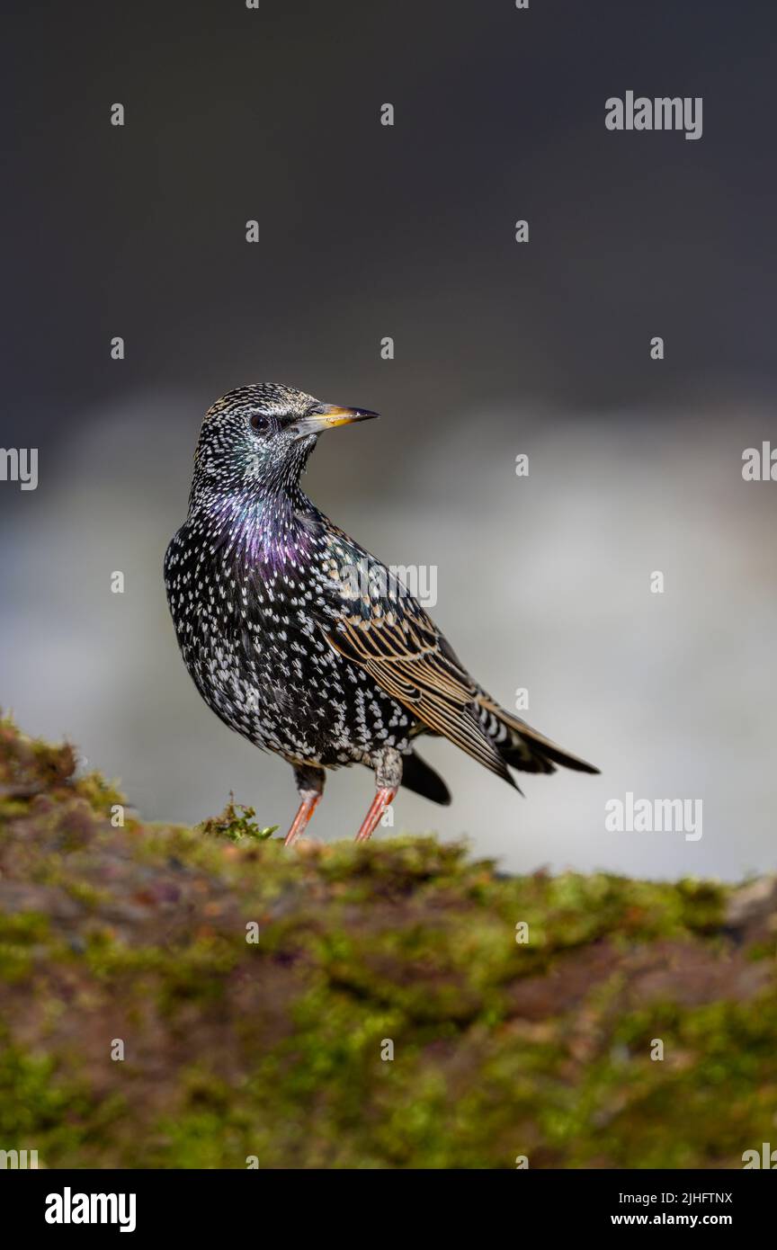 Common starling pollution hi-res stock photography and images - Alamy