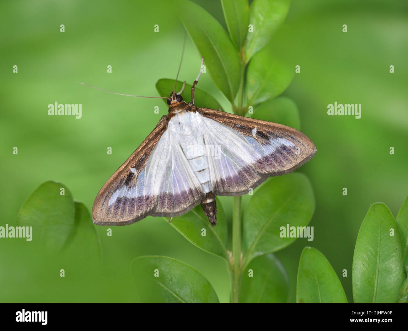 Box-tree Moth - Cydalima perspectalis Stock Photo - Alamy