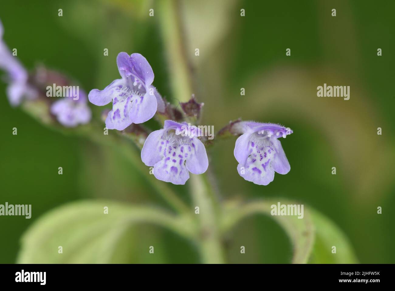 Lesser Calamint - Clinopodium nepeta Stock Photo - Alamy