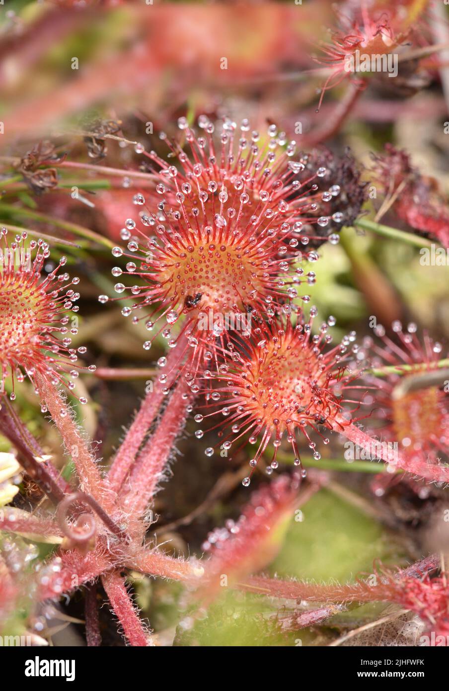 Round-leaved Sundew - Drosera rotundifolia Stock Photo - Alamy