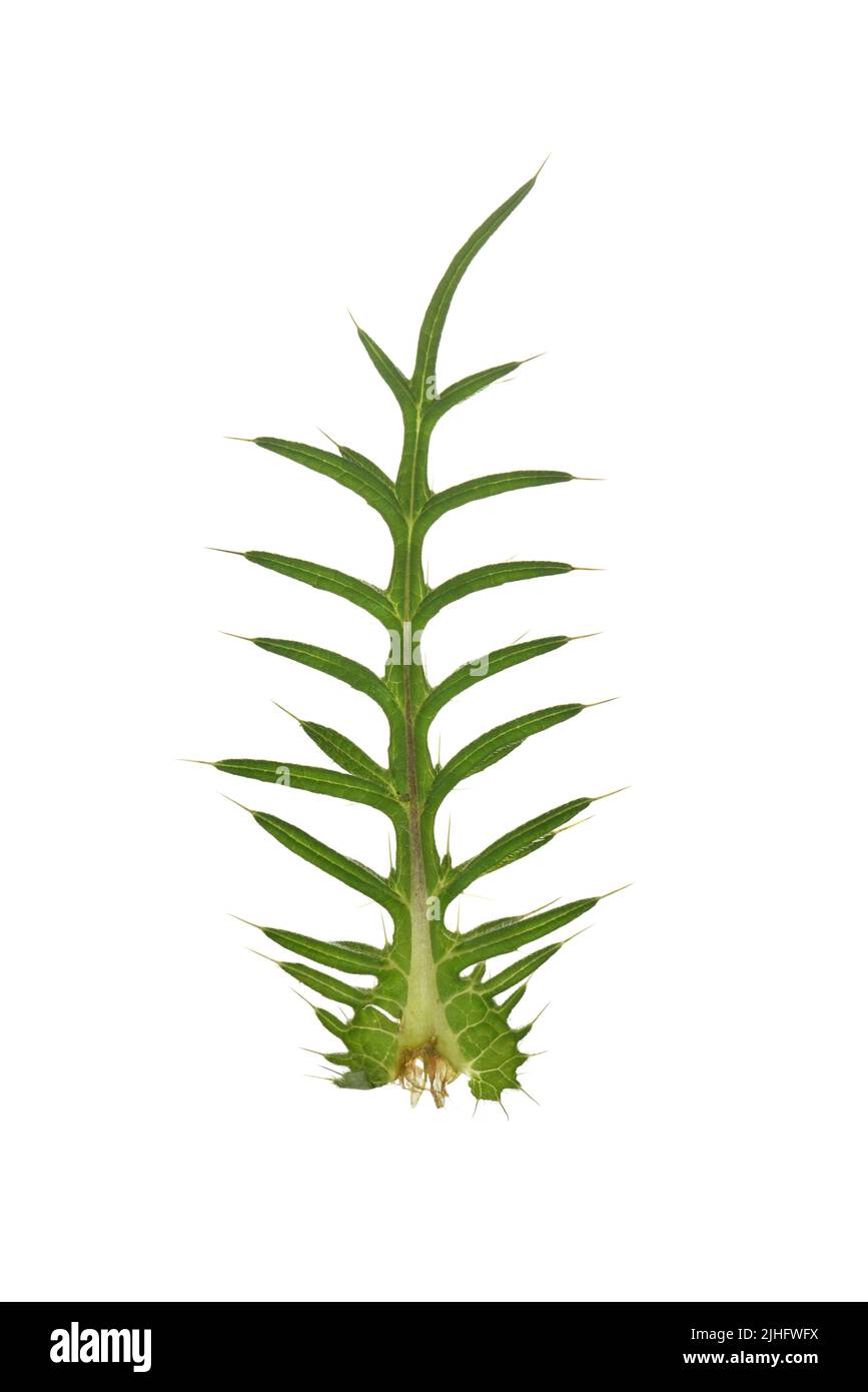 Woolly thistle Cut Out Stock Images & Pictures - Alamy